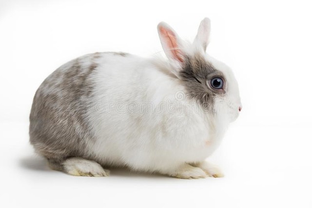 The rabbit people of the zodiac sign have been tired for half a year ...