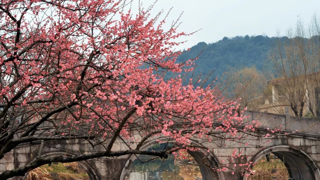 The Spring Plum Appreciation Map is out! Amazing audience! You can't ...