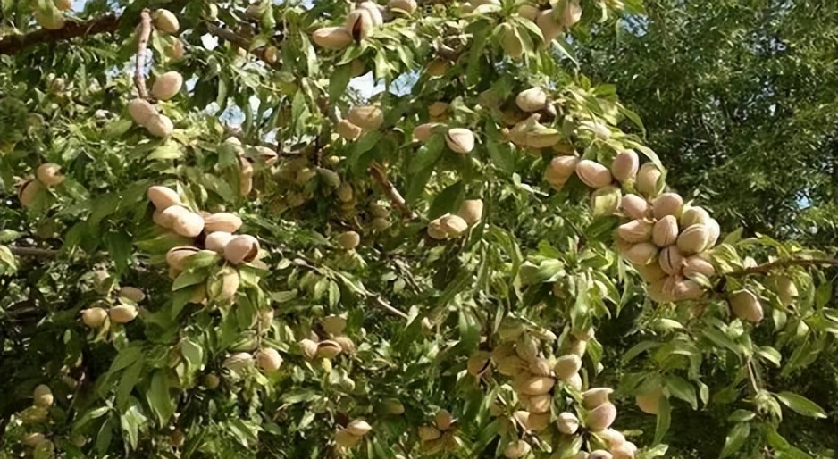 Morphological and molecular characteristics of a new self-compatible ...