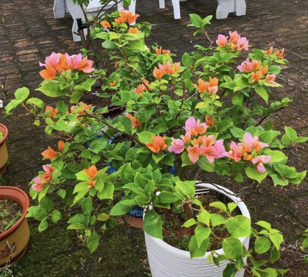 The old gardener raises 4 kinds of flowers, which are "blooming ...