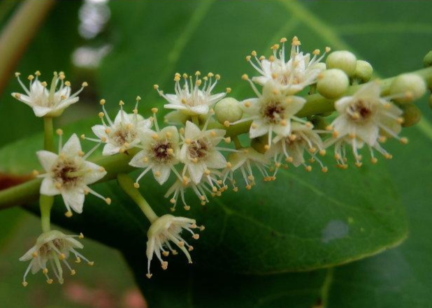 What kind of tree is the terminal tree - iMedia