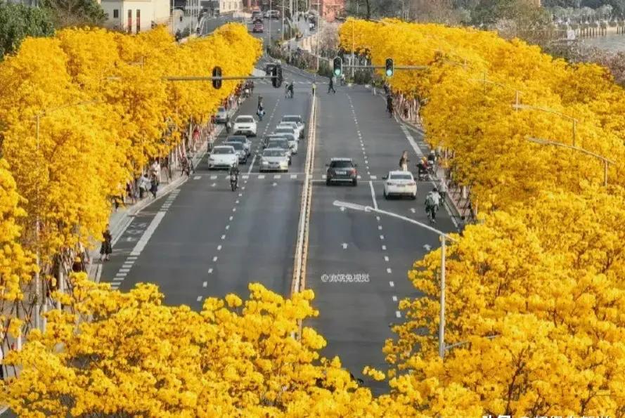 Guangzhou in March is full of flowers and beautiful!Amazing spring, but ...