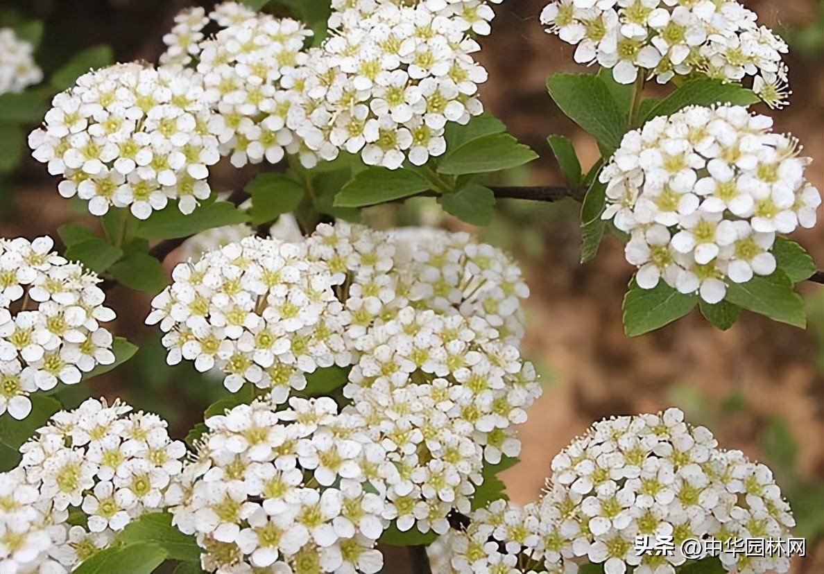 How to plant wood hydrangea, what to pay attention to, it can also be ...