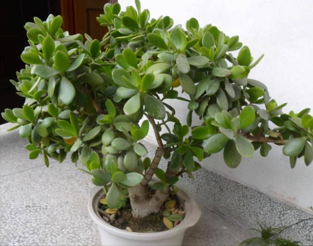 It can grow succulent trees, beautiful and easy to raise. - iNEWS