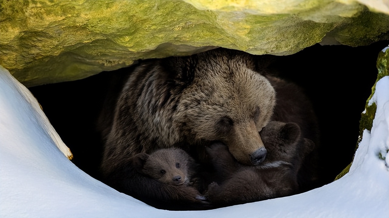 How do hibernating animals know when they need to wake up? - iNEWS