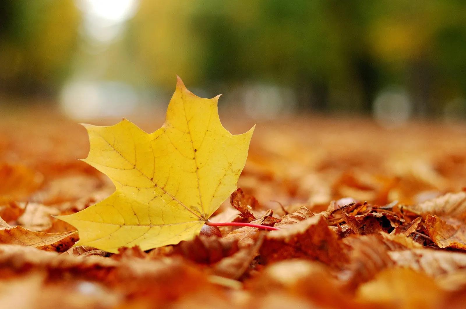 Seven Laws: Singing Leaves (outside one) - iNEWS
