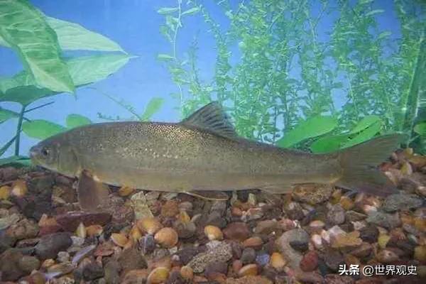 China's most expensive ten famous fish! - iNEWS