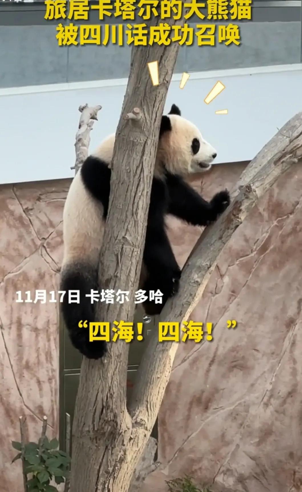 "Here, Guolai Guolai" living in the Middle East, the giant panda ...