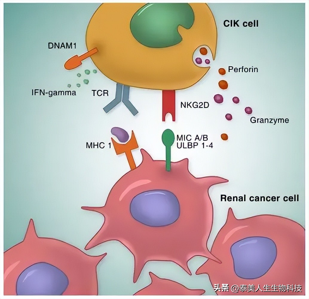 How much do you know about CIK cells? - iNEWS