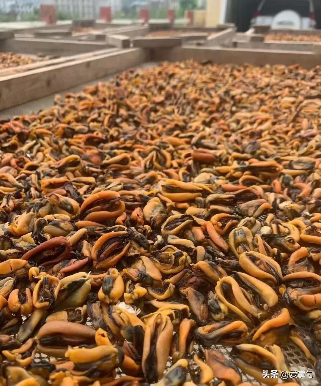 "Eggs in the sea" dried mussels, the price is affordable and rich in ...