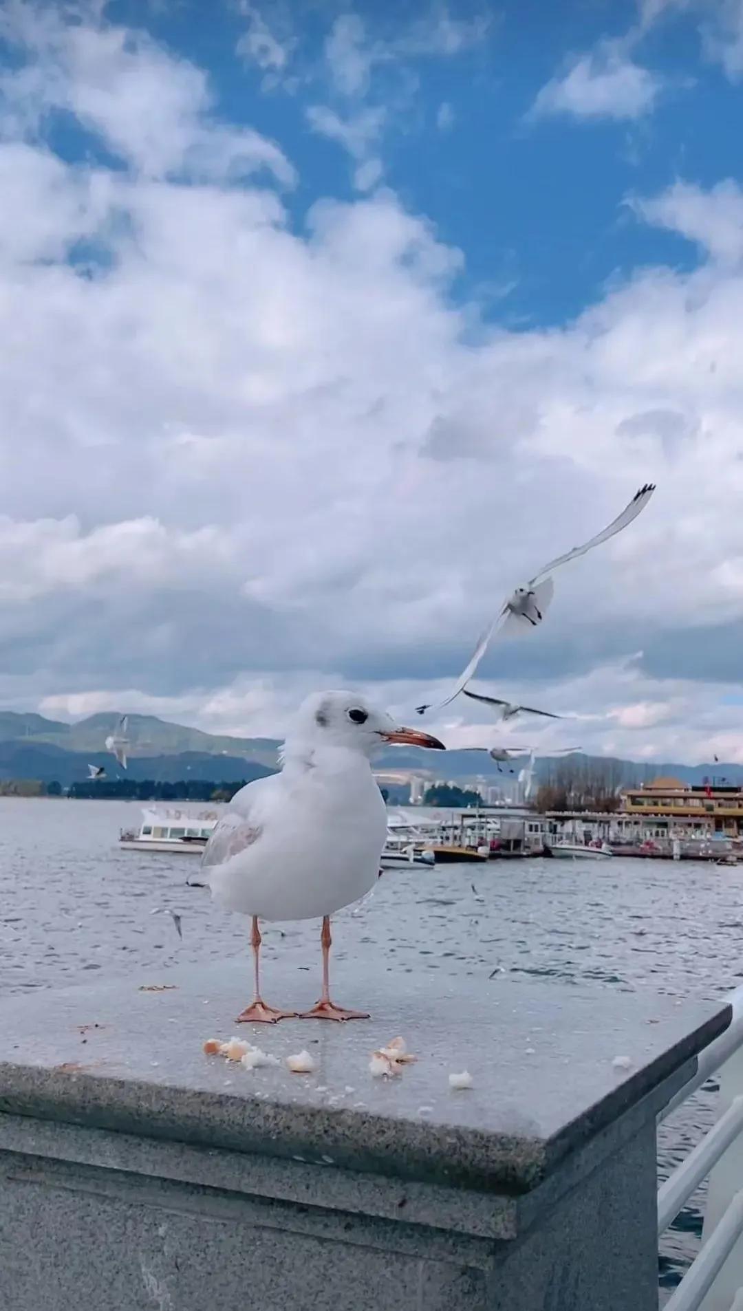 Seagulls at Haigeng Dam in Dianchi Lake, Yunnan - iNEWS