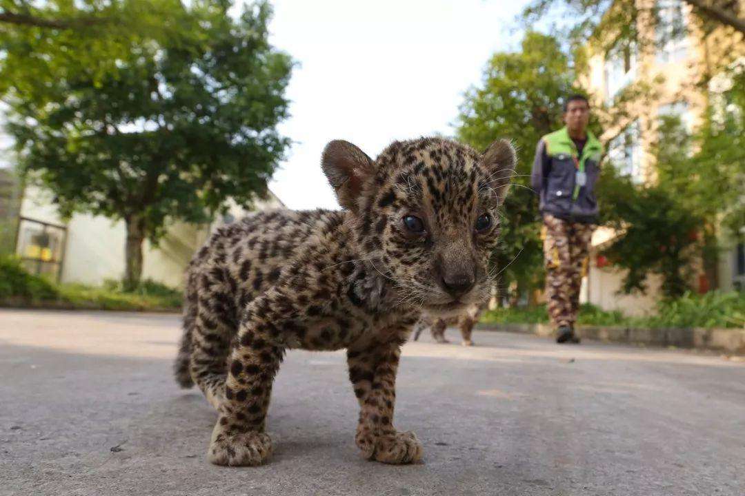 The wild leopard cub was adopted by a Hubei man. Five years later, the ...