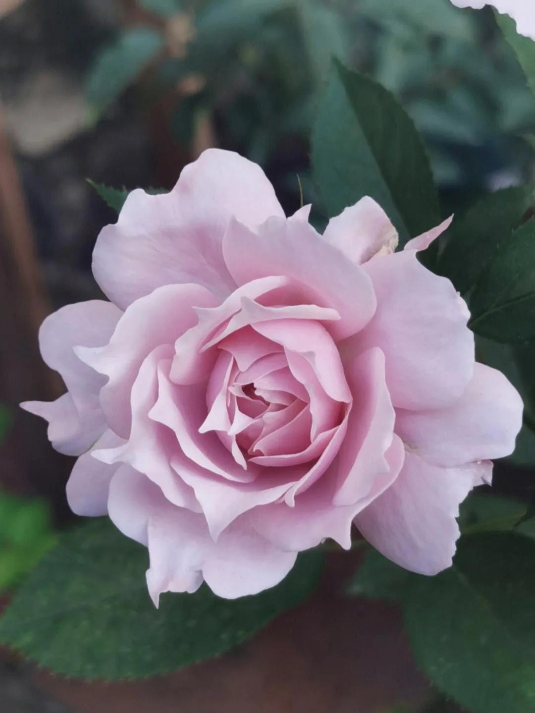 Sharing rose varieties - magic purple rose - iNEWS