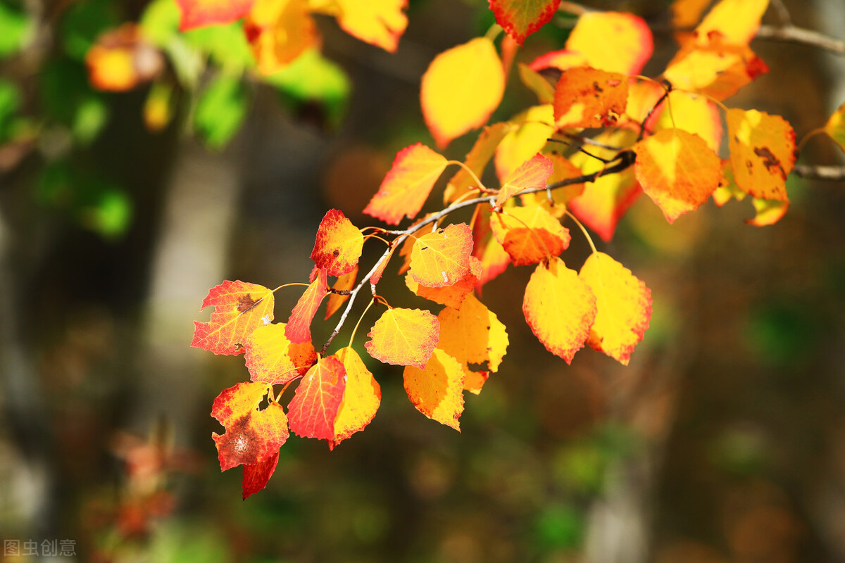 Yibang small knowledge: the origin and customs of the beginning of ...