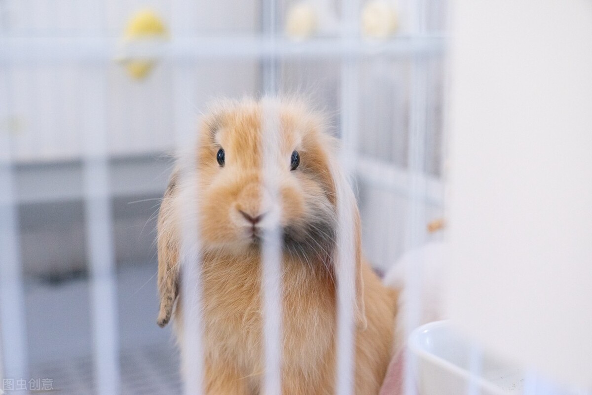 How to clean ear mites in rabbits - iNEWS