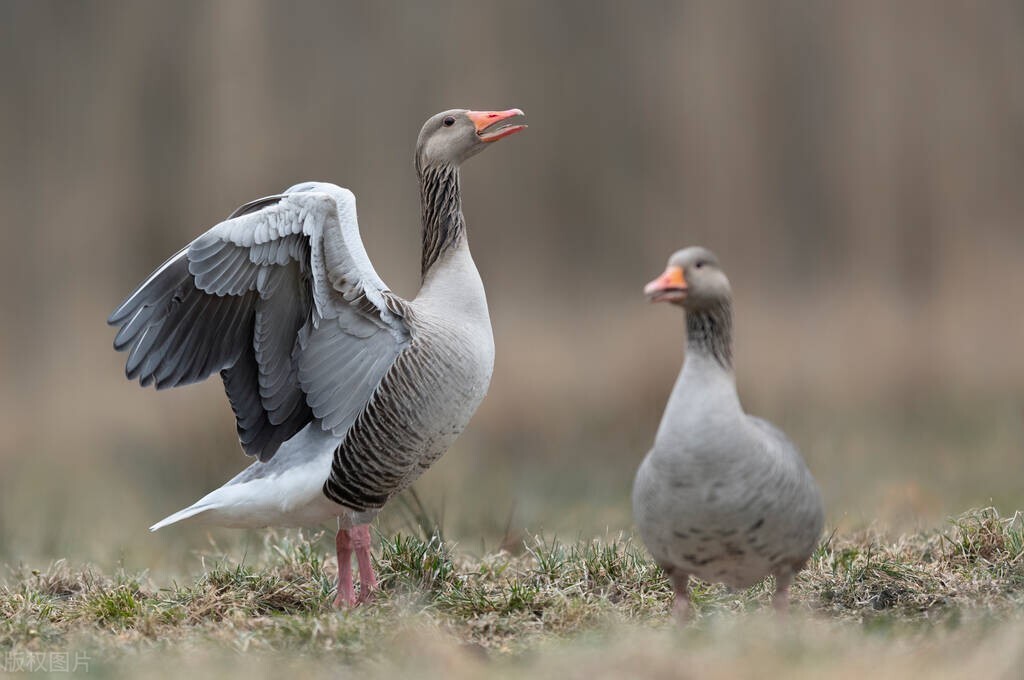 What is the significance of humans taming geese? - iMedia