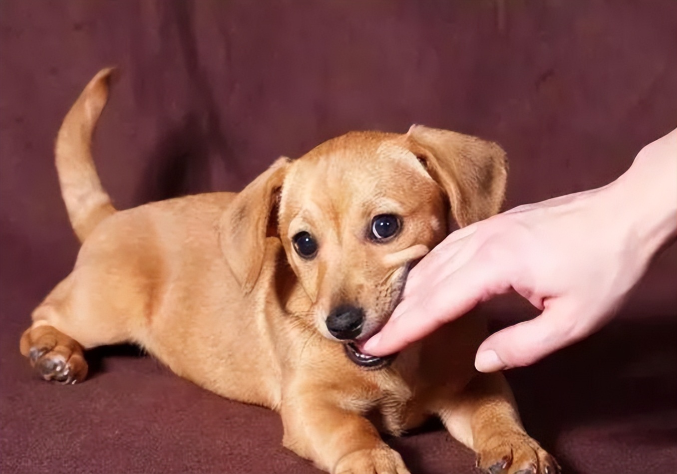 In the face of Teddy's "nip bite", how to deal with it correctly, these ...