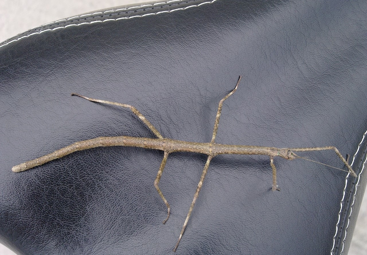 Netizens photographed a strange creature with a slender body, head and ...