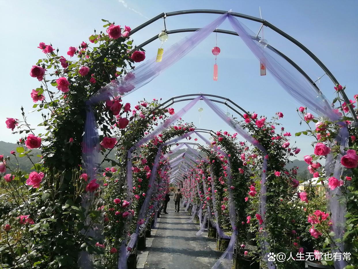 Tour the world of flowers and watch thousands of acres of rose flowers ...