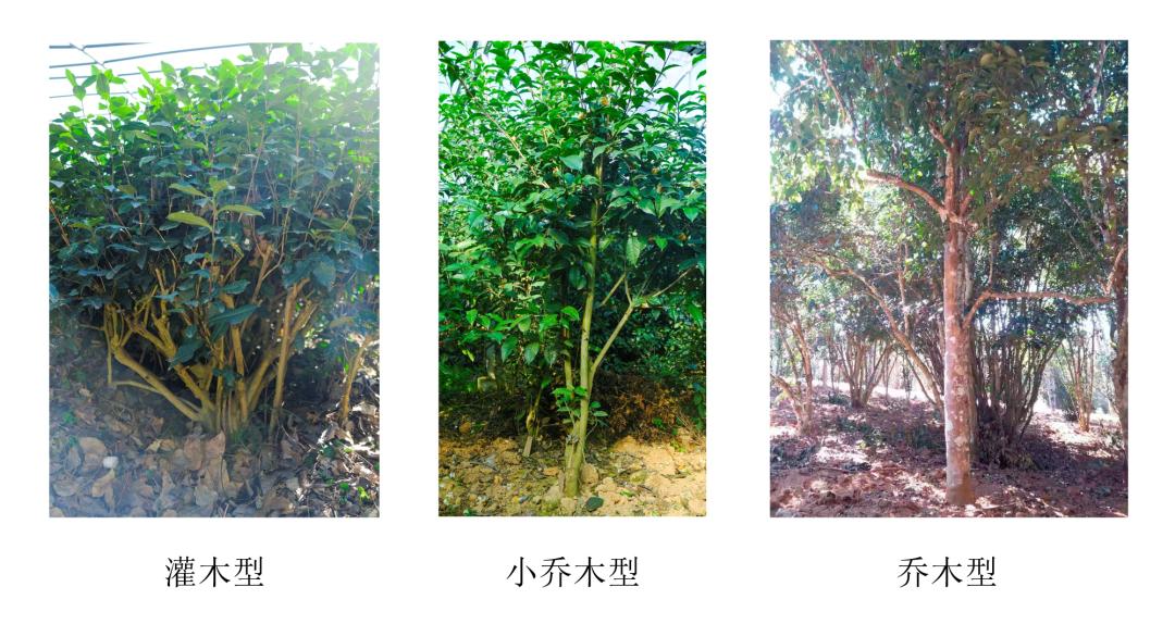 After drinking many kinds of tea, do you really know the tea tree? - iNEWS