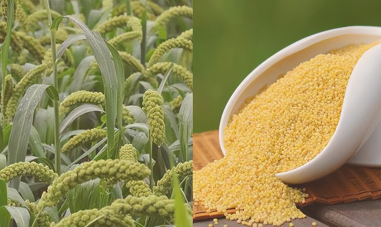 Explore ancient Chinese grain and grass, its classification and origin ...