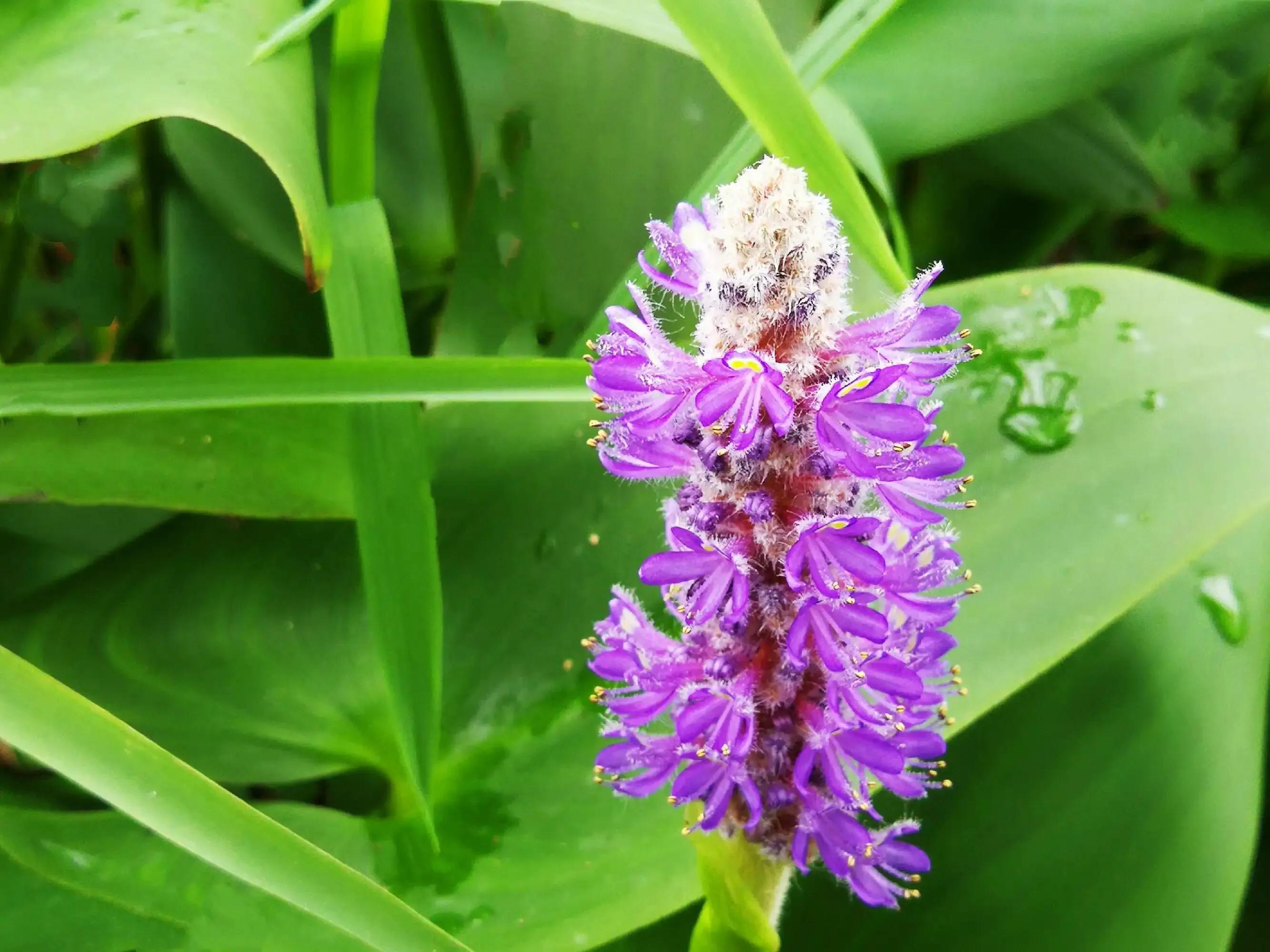 Barracuda grass - sea life flower - iNEWS