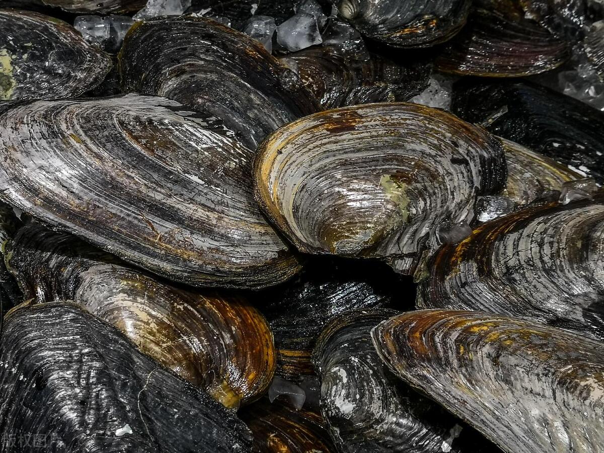 The mussel meat is thick and fat. Why are Chinese foodies silent ...