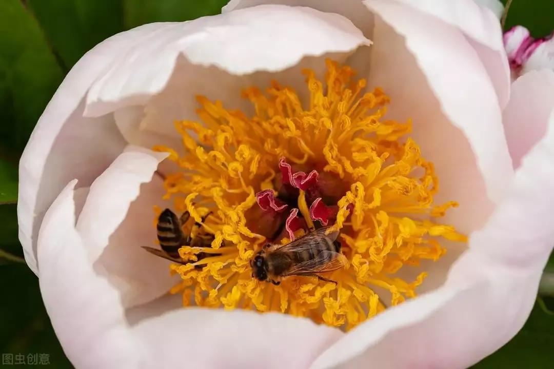 The flower is named Tiannv Mulan because of its white petals, purple ...