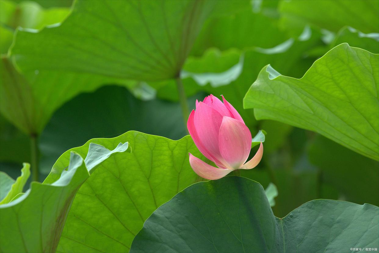 Yang Wanli's 10 most classic poems, fresh and lively, full of interest ...