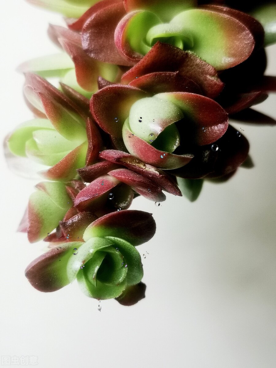 Succulent Fire Festival is also called Autumn Fire Lotus - iNEWS