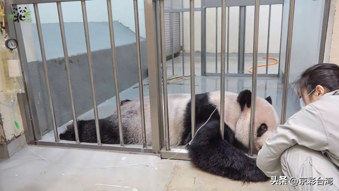 Taiwanese people pray for "Tuan Tuan", the giant panda panda presented ...