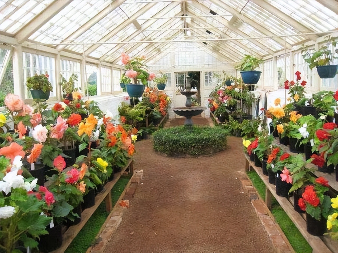 4 kinds of rich and noble flowers, the cold weather will "break the ...