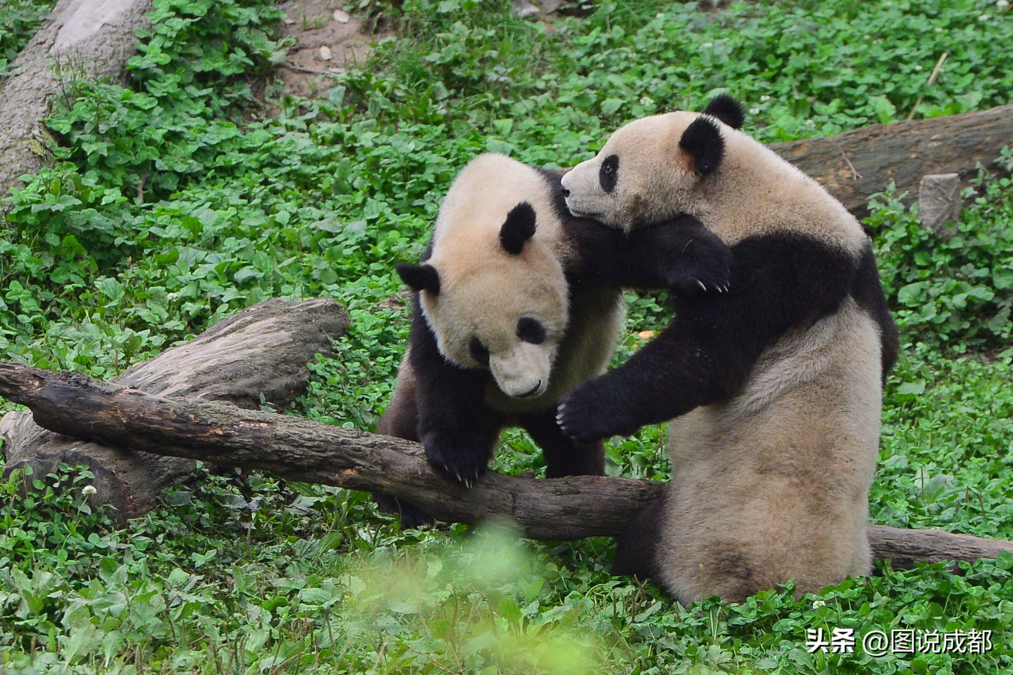 Tired from wrestling, the giant panda fell asleep after eating and ...