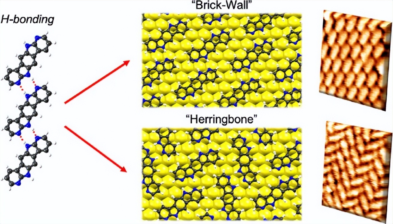 Two-Dimensional Self-Assembly Driven by Intermolecular Hydrogen Bonds ...