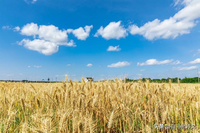 Yu Xiuhua: In the moonlight, the silent wheat is rubbing slightly, it ...