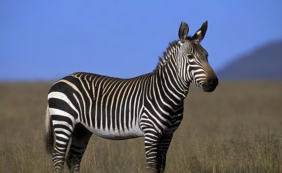 Zebra dad wants to drown the baby zebra?The photographer captured this ...