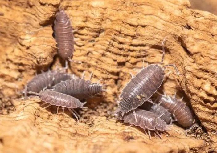 How to get rid of wood bugs in the room - iMedia