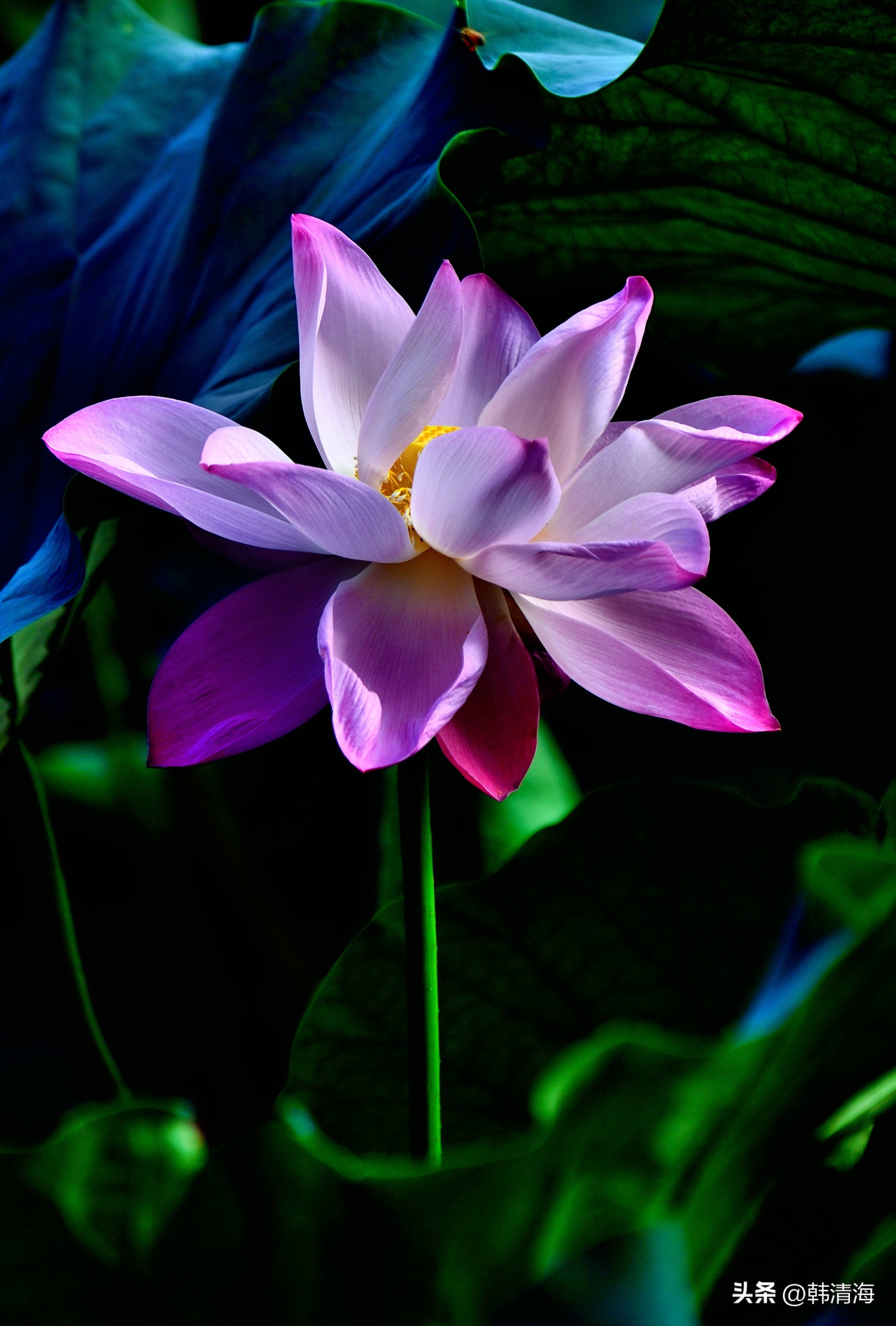 On August 20, 2022, the autumn lotus in Beining Park, Tianjin is bright ...