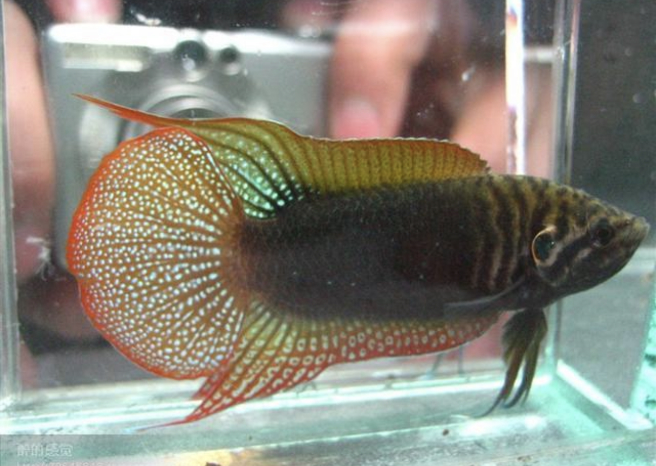 Ornamental Fish Encyclopedia: Betta - iMedia