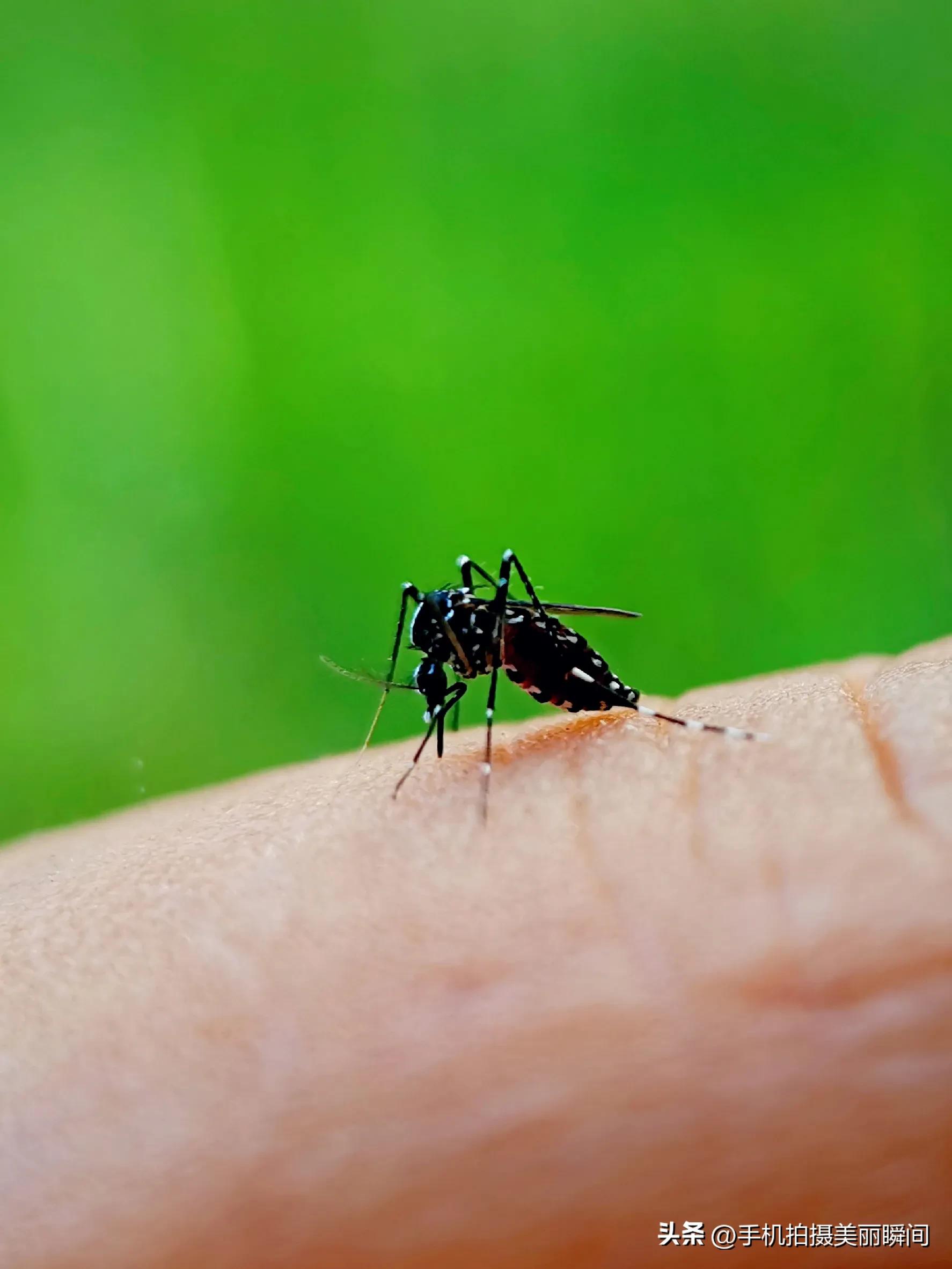 Mobile photography: how to protect yourself when shooting insects in ...