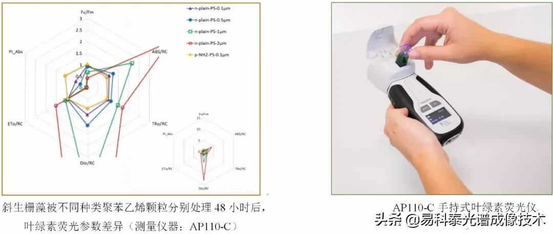 Application of rapid chlorophyll fluorescence induction kinetic curve ...