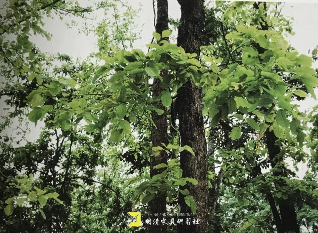 Redwood: Endangered Species Conservation and the Rise of Global China ...