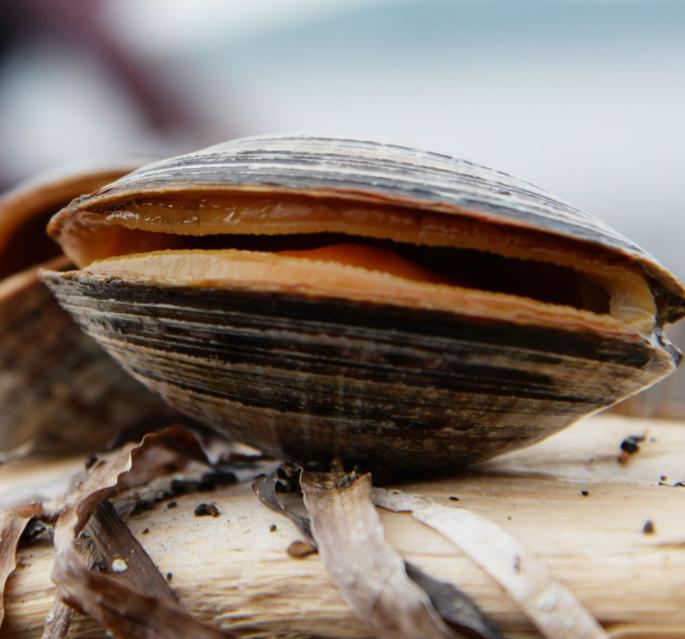 Big Macs in the depths of the ocean: How do giant clams survive? - iNEWS
