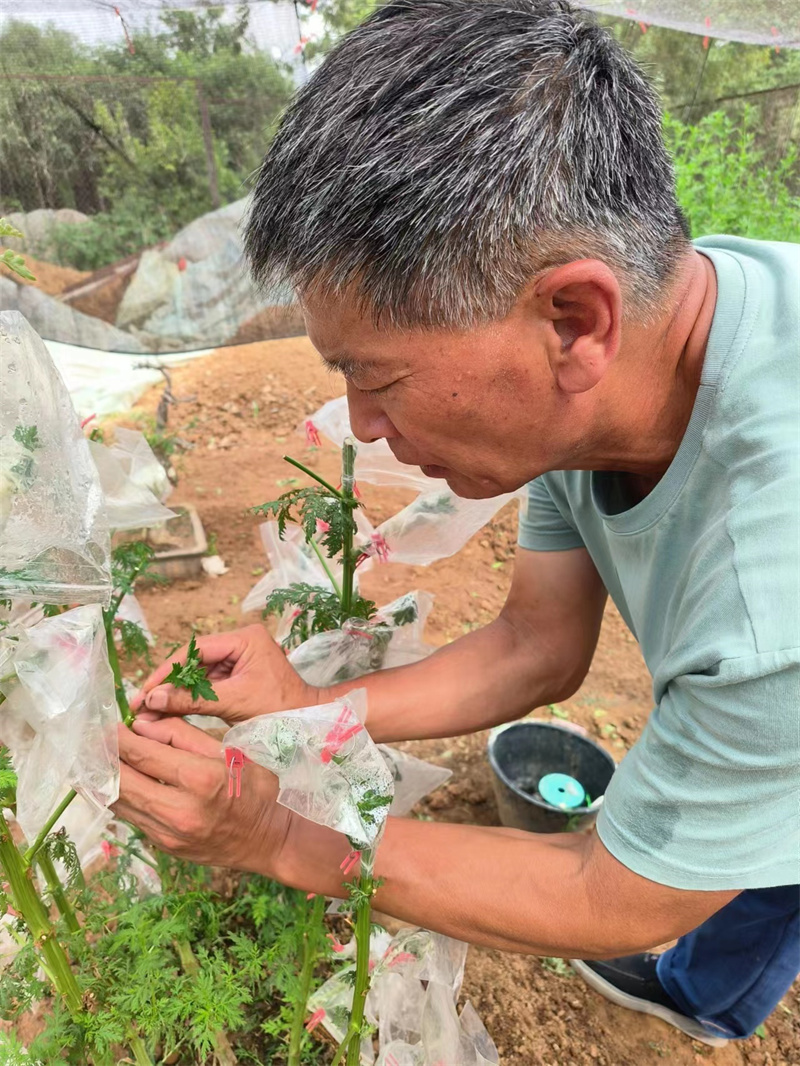 Wu Chunsheng: The original mission is the chrysanthemum - iNEWS