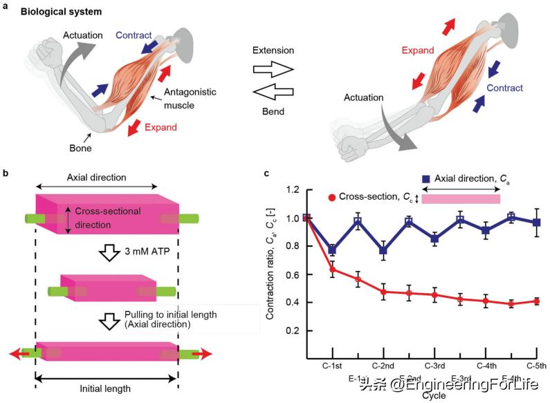 "Adv. Funct. Mater.": Biological protein soft actuator inspired by ...