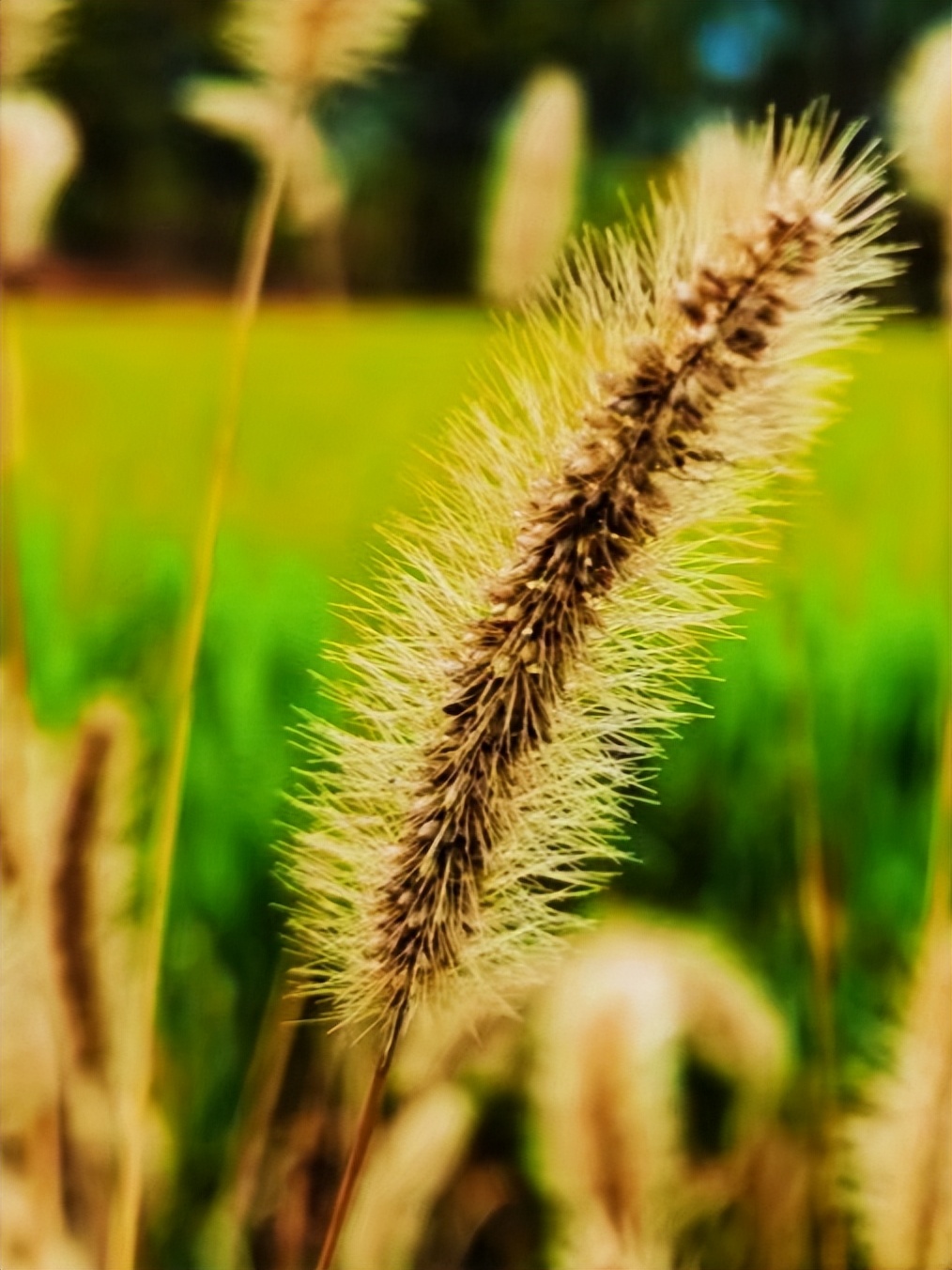 Literary poems, read "Chu Ci·Nine Chapters" - iNEWS