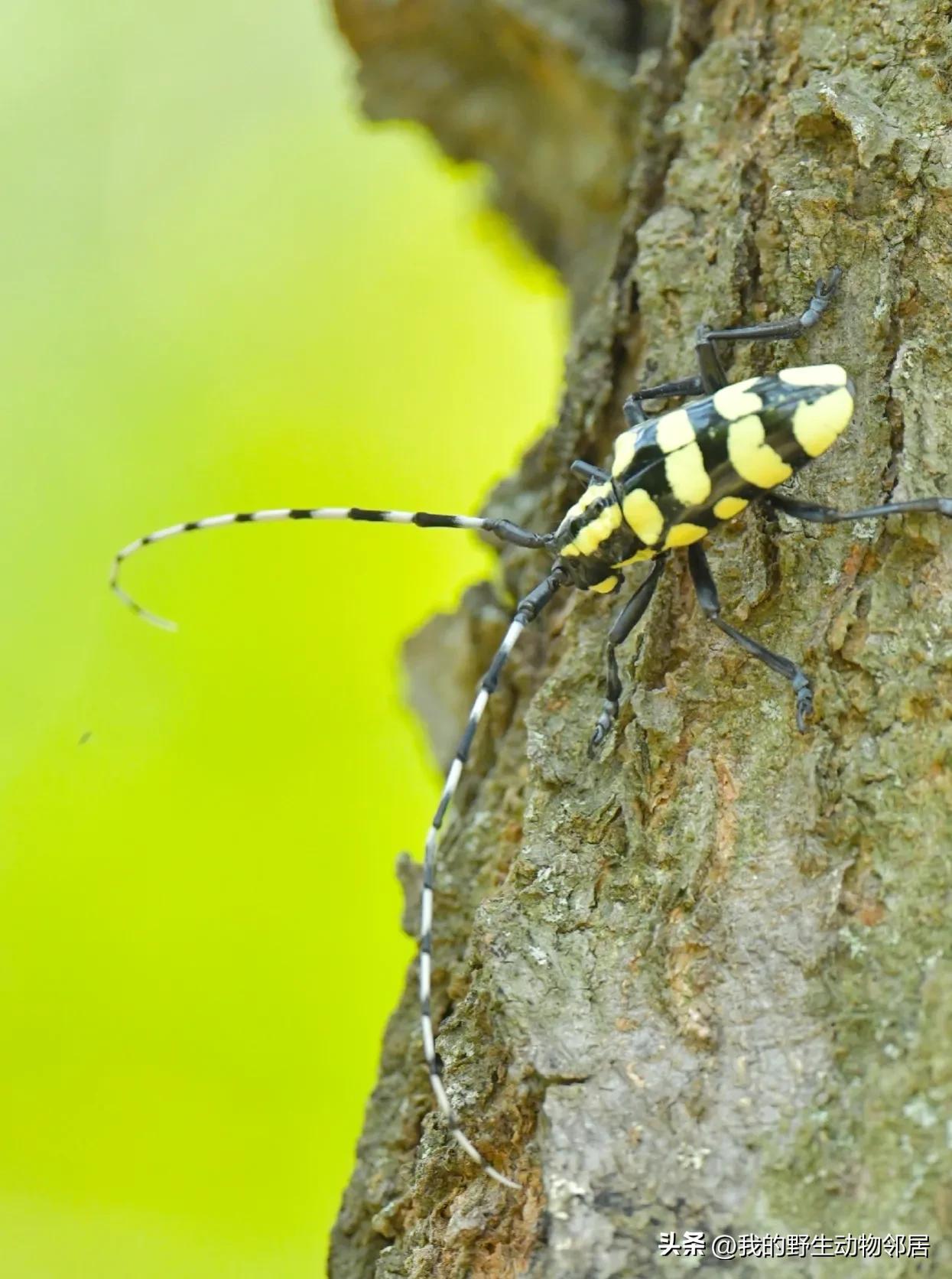 Neem star beetle - iMedia