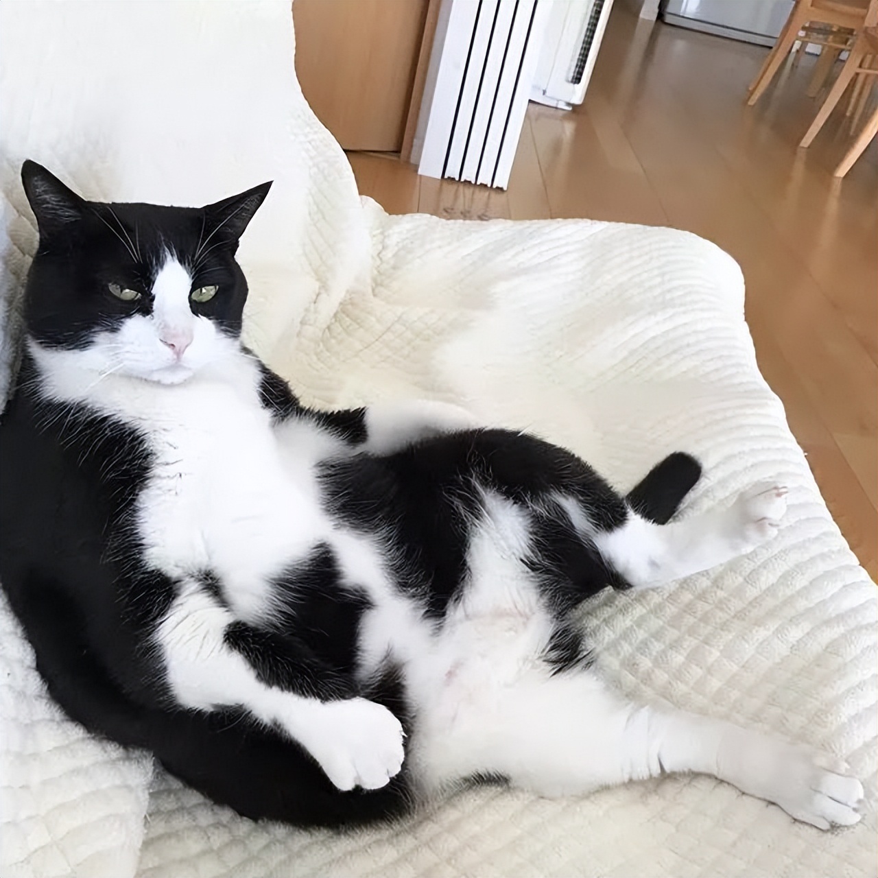 The 5 most "humane" cats in the cat world, it will protect you for a ...