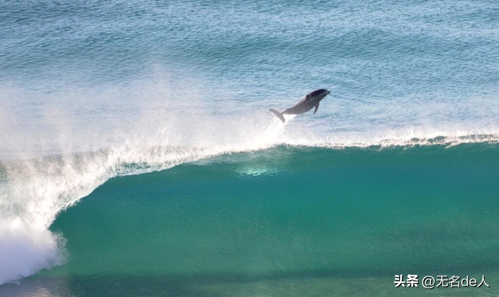 How do dolphins mate? Scientist: They are extremely aggressive! Some ...