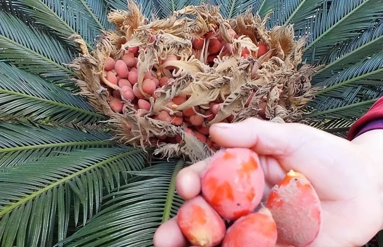 Iron tree blooming? The seeds can still be plated! - iMedia